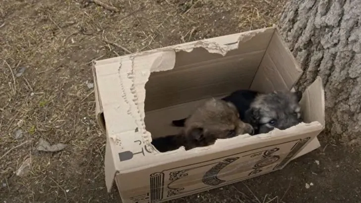 Man Couldn’t Believe What He Found Inside A Cardboard Box Near A Road ...