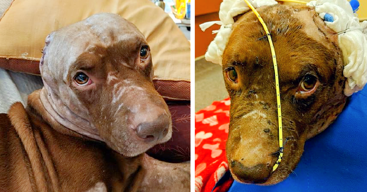 Dog Who Had His Ears Ripped Off Just Wants to Cuddle and Find a Forever ...