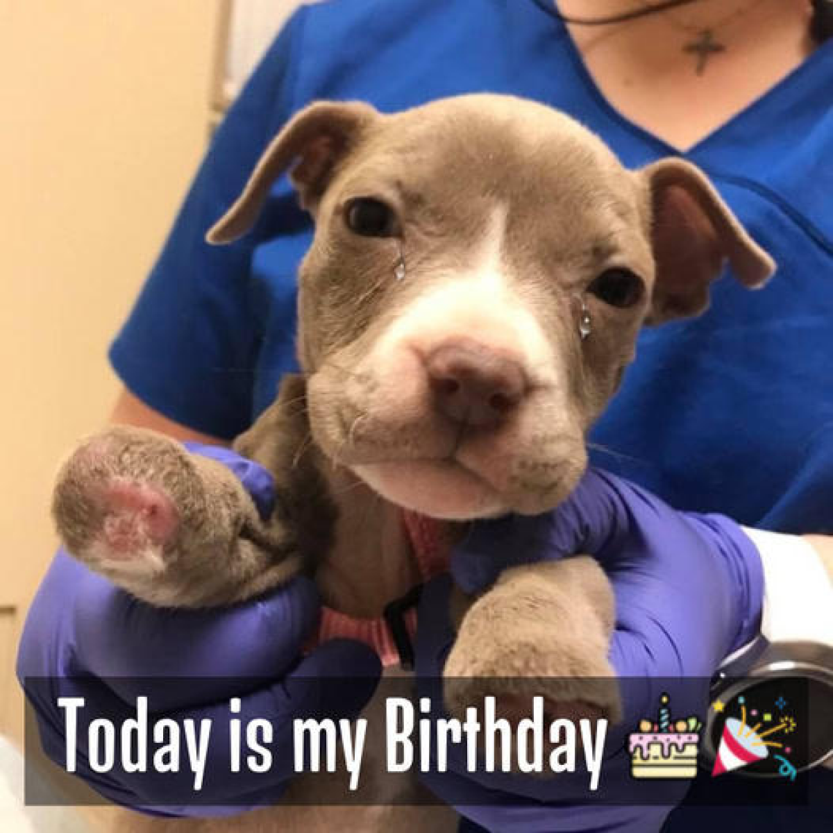 A New Beginning: Freya’s Birthday and Her Journey from Cruelty to Care ...